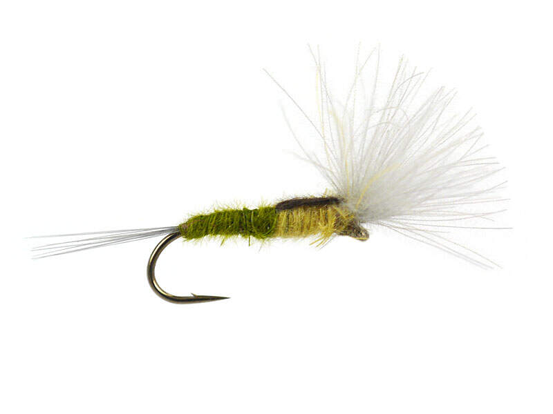 CDC Split Wing - Bwo