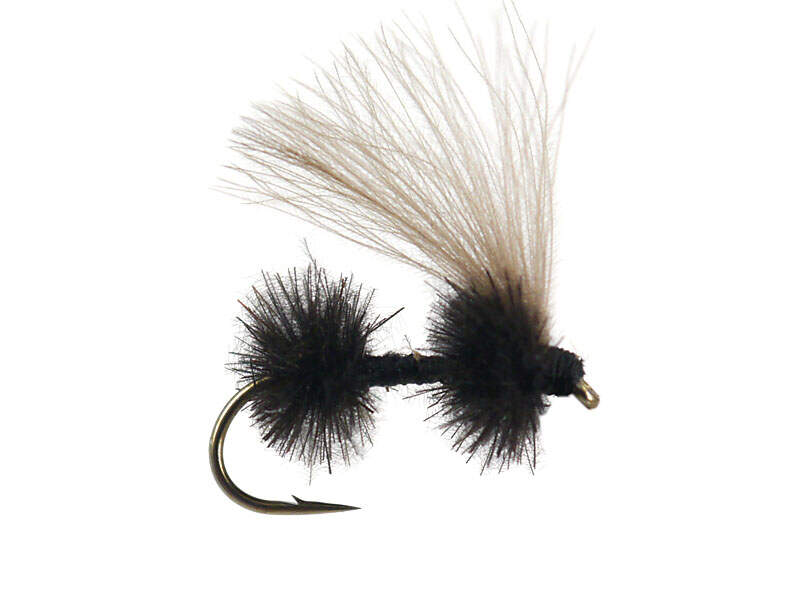 CDC Black Ant 02
