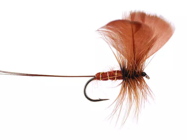 Brown Drake W. Fan