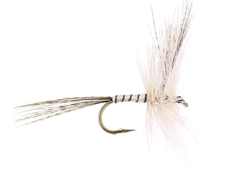 White Ripped Mayfly