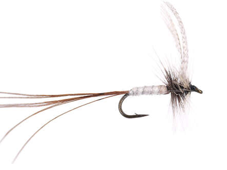 White Long Tailed Mayfly